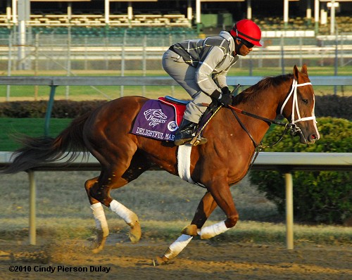 LARGE – Canadian Thoroughbred